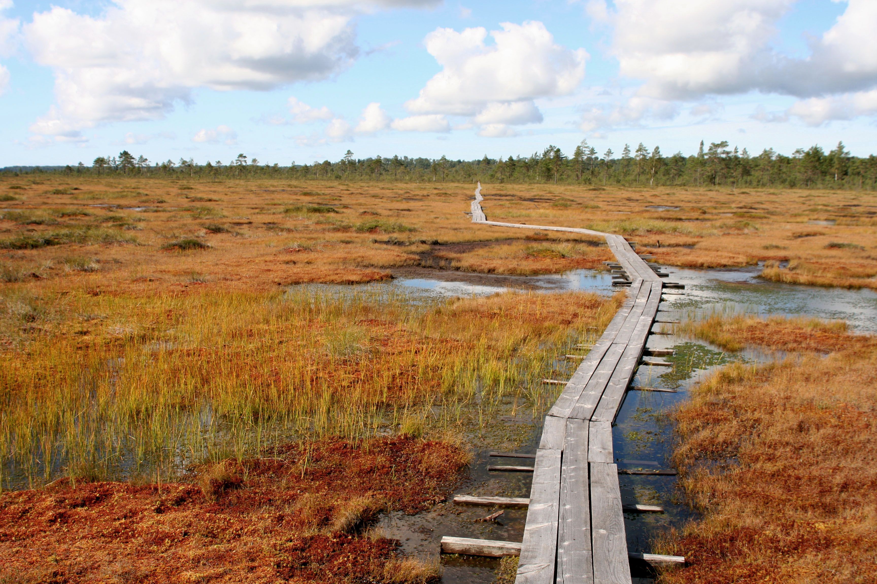 PEAT Data – Peatland ECR Action Team